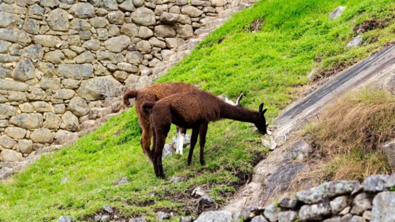 What Is Llamas’ Favorite Food? | Llamas Diet - EXOtella