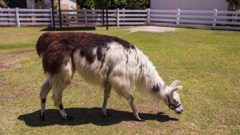 What Is Llamas’ Favorite Food? | Llamas Diet - EXOtella