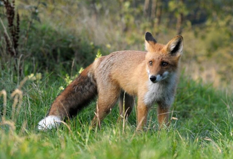 What Does a Fox Poop Look Like? | Information and Guide - EXOtella
