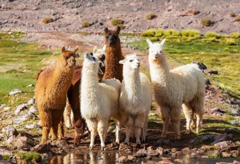 What Is Llamas’ Favorite Food? | Llamas Diet - EXOtella