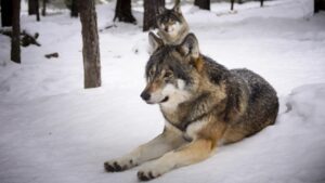 What Is a Beta Wolf? | Their Role in Pack - EXOtella