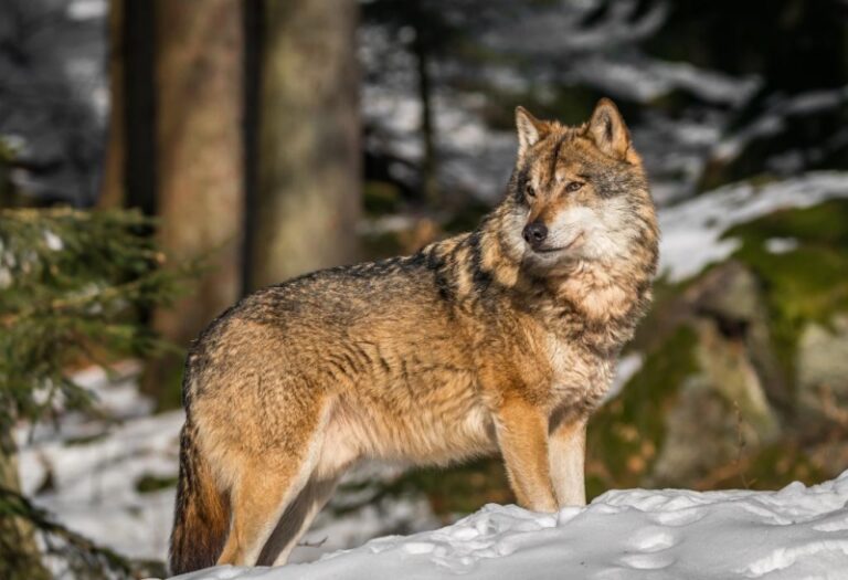 What Is a Beta Wolf? | Their Role in Pack - EXOtella