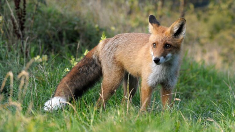 What Noise Does a Fox Make? | Identification - EXOtella