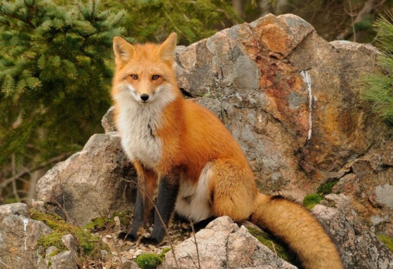 What Noise Does a Fox Make? | Identification - EXOtella