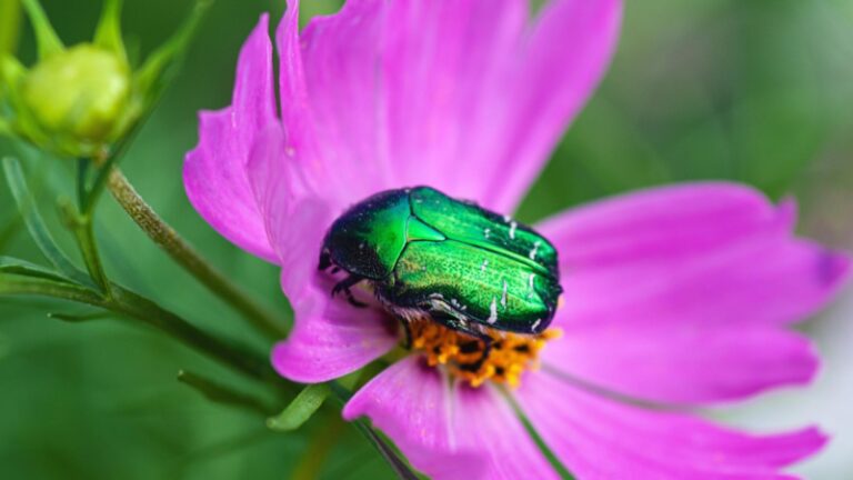 Do June Bugs Bite? | Important Facts! - EXOtella