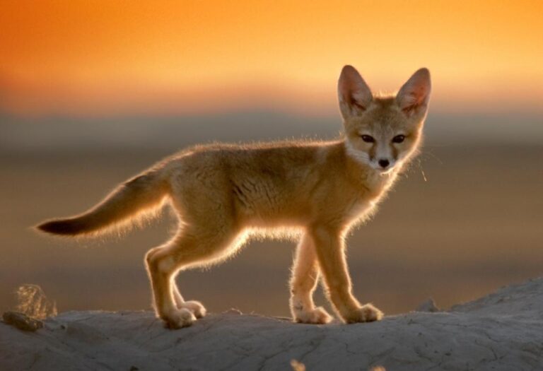 Where Do Foxes Live? | Habitat and Facts! - EXOtella