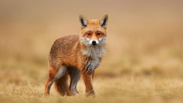 What Noise Does a Fox Make? | Identification - EXOtella