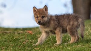 What Are Baby Wolves Called? | Are They Pups or Cubs? - EXOtella