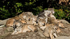 What Is a Beta Wolf? | Their Role in Pack - EXOtella