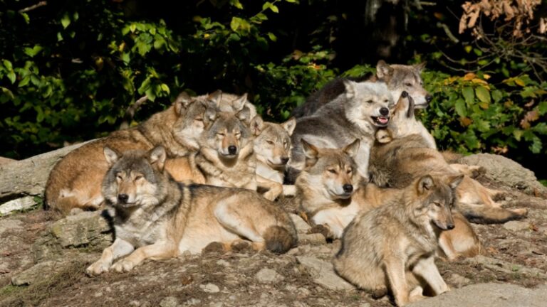 What Is a Beta Wolf? | Their Role in Pack - EXOtella