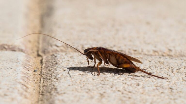 American Roaches | Information and Control Guide - EXOtella