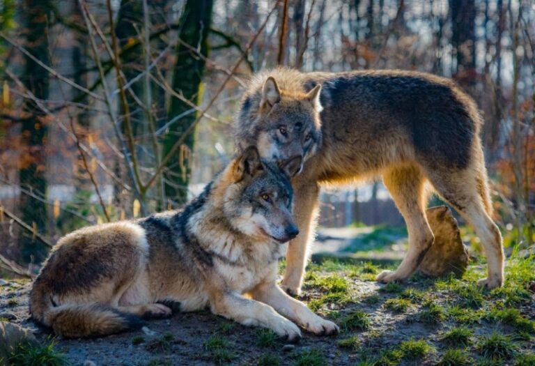 Are Wolves Carnivores? | Can They Eat Like Dogs? - EXOtella