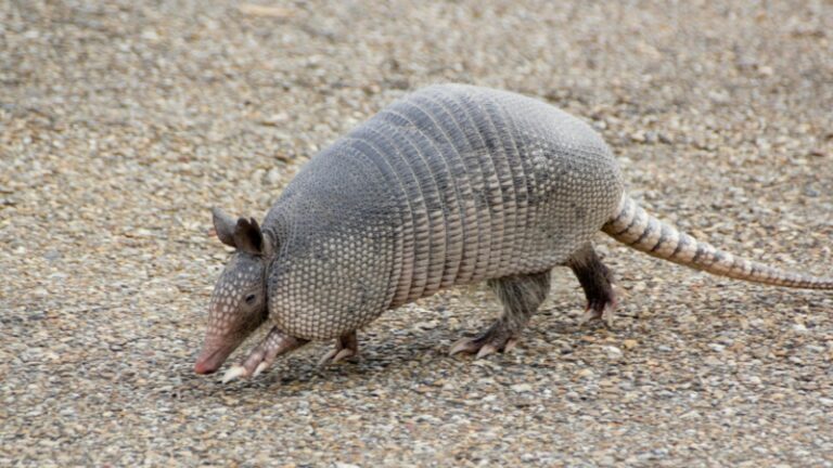 22 Animals That Adapted to Their Environments | The Ultimate Guide ...