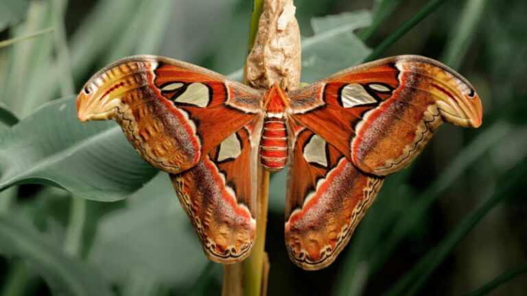 12 of the Biggest Insects in the World | Identification, Habitat, and ...