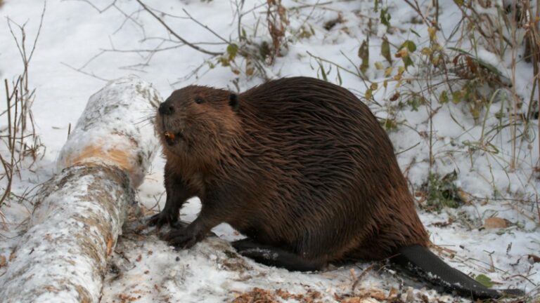 22 Animals That Adapted to Their Environments | The Ultimate Guide ...