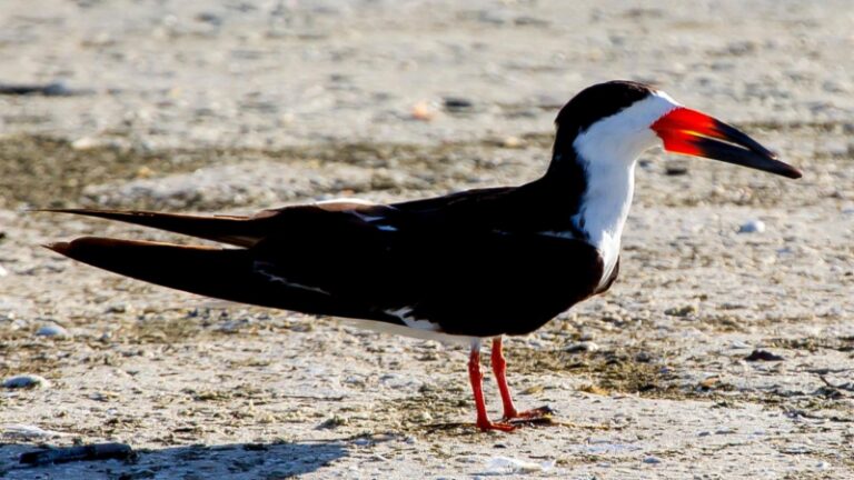 22 Birds With Long Beaks | The Ultimate Guide - EXOtella