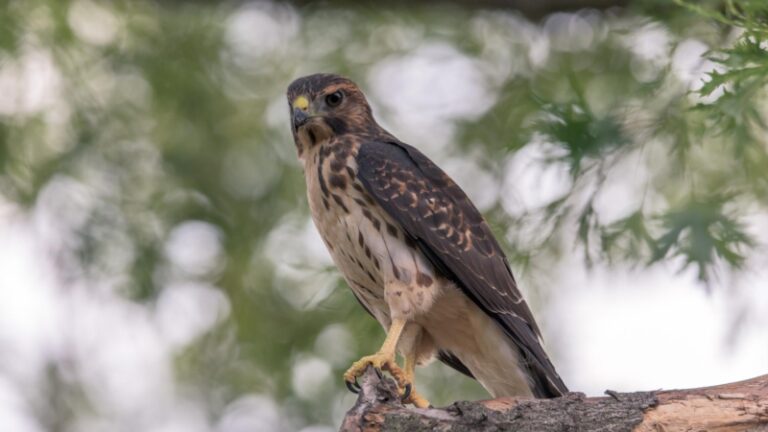 10 Types of Hawks in Indiana | Check for Photos - EXOtella