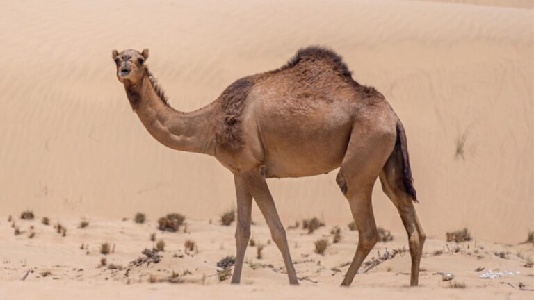 22 Animals That Adapted to Their Environments | The Ultimate Guide ...