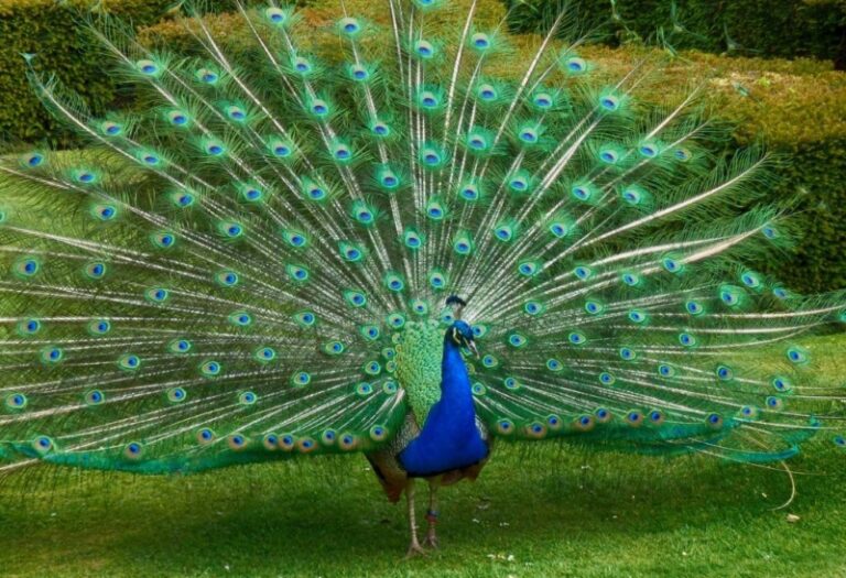 Can Peacocks Fly? | Information and Facts! - EXOtella
