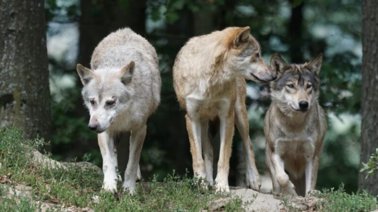 Are Wolves Carnivores? | Can They Eat Like Dogs? - EXOtella