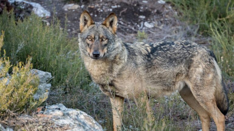 What Is the Role of a Female Wolf? - EXOtella