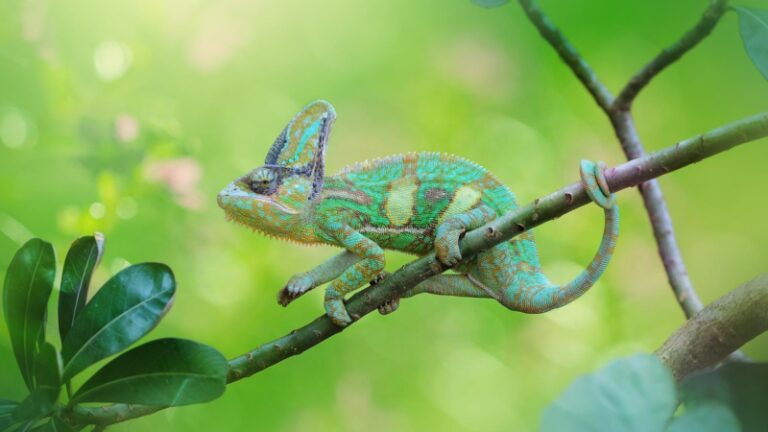 22 Animals That Adapted to Their Environments | The Ultimate Guide ...