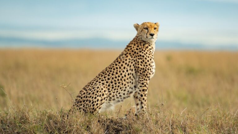 22 Animals That Adapted to Their Environments | The Ultimate Guide ...