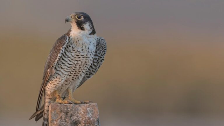 8 Types of Falcons in North America | All You Need to Know! - EXOtella
