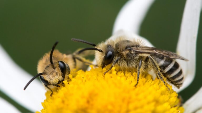 Do All Bees Make Honey? | All You Need to Know! - EXOtella