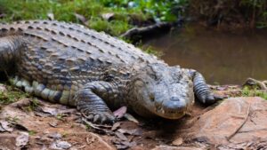 22 Animals That Adapted to Their Environments | The Ultimate Guide ...