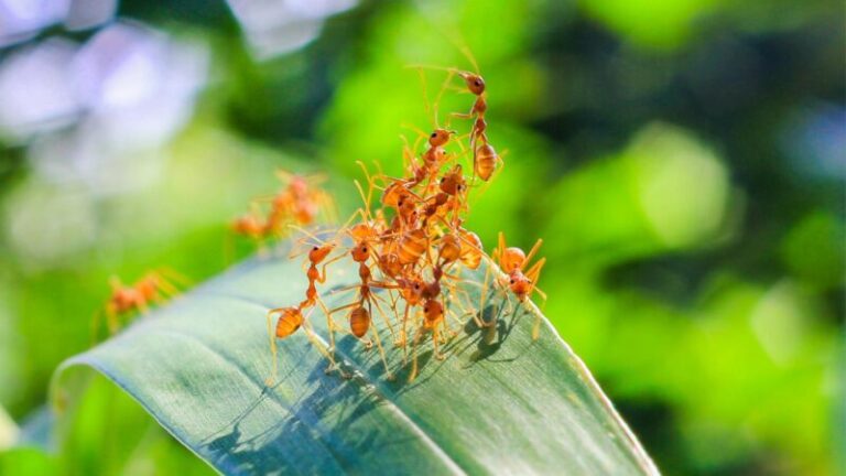 Do King Ants Exist? | The Ultimate Guide on Ants’ Colony and Hierarchy ...
