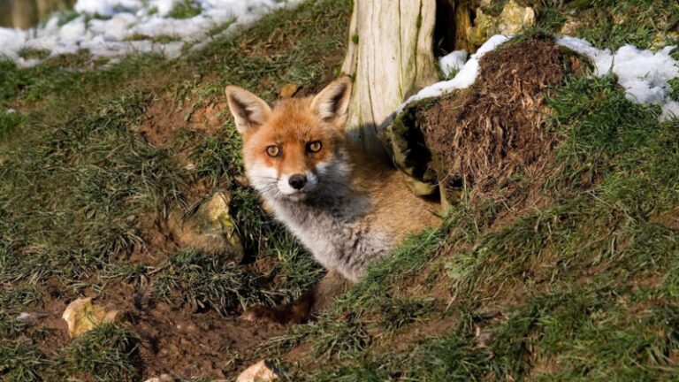 Fox Dens | Easy Guide to Finding Them - EXOtella