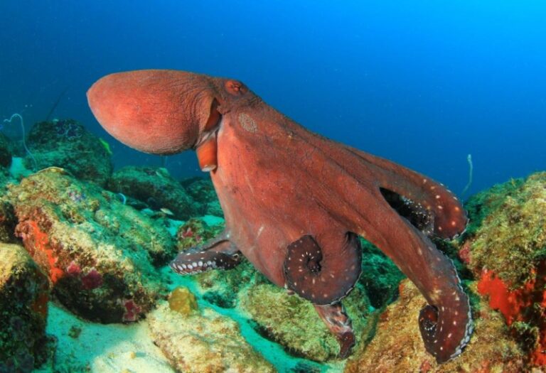 Do Octopus Have Beaks? | Information and Facts - EXOtella