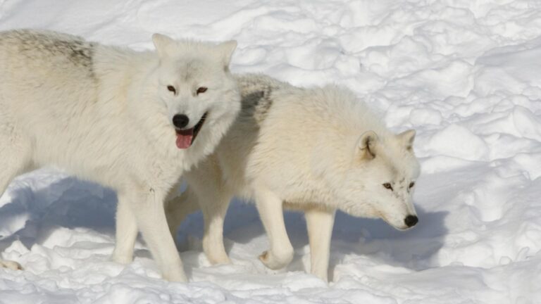 What Is the Role of a Female Wolf? - EXOtella