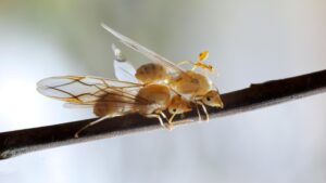 Do King Ants Exist? | The Ultimate Guide on Ants’ Colony and Hierarchy ...