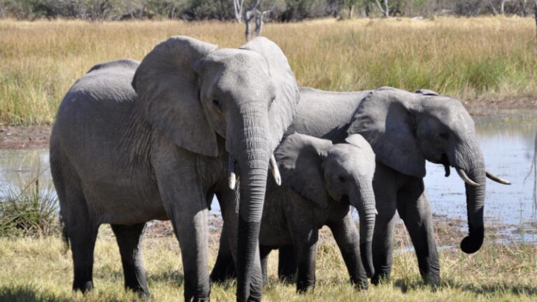 22 Animals That Adapted to Their Environments | The Ultimate Guide ...