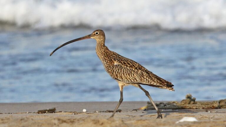 22 Birds With Long Beaks | The Ultimate Guide - EXOtella