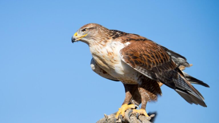 10 Types of Hawks in Indiana | Check for Photos - EXOtella