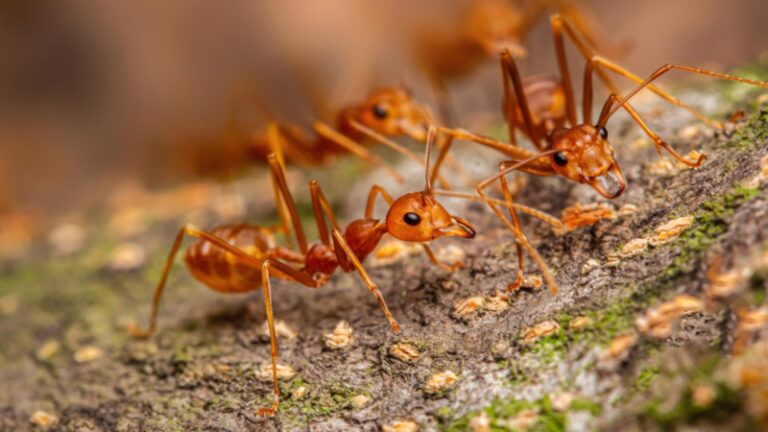 12 Animals That Eat Ants | Photos and Facts! - EXOtella