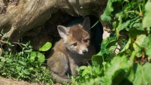 Fox Dens | Easy Guide to Finding Them - EXOtella