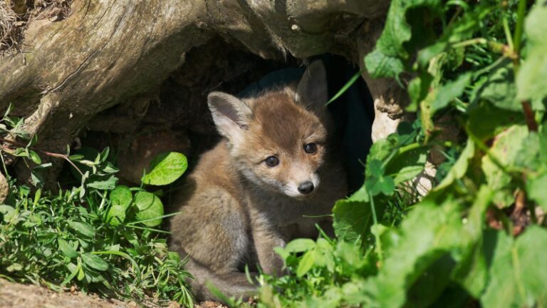 Fox Dens | Easy Guide to Finding Them - EXOtella