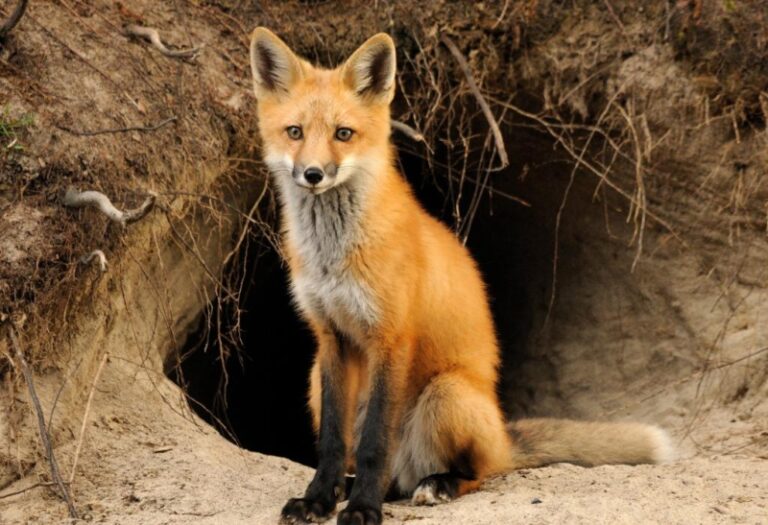 Fox Dens | Easy Guide to Finding Them - EXOtella