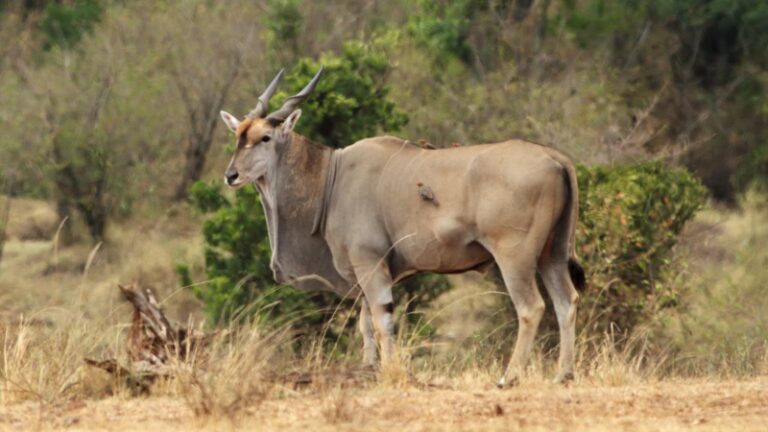 Animals With Curly Horns | All You Need to Know! - EXOtella