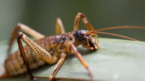 12 of the Biggest Insects in the World | Identification, Habitat, and ...