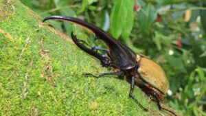 12 of the Biggest Insects in the World | Identification, Habitat, and ...