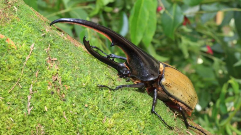 12 of the Biggest Insects in the World | Identification, Habitat, and ...