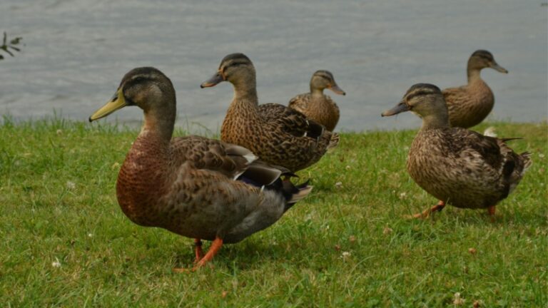 Why Do Ducks Have Feathers? | Evolution and Use - EXOtella