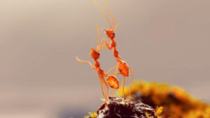 Do King Ants Exist? | The Ultimate Guide on Ants’ Colony and Hierarchy ...