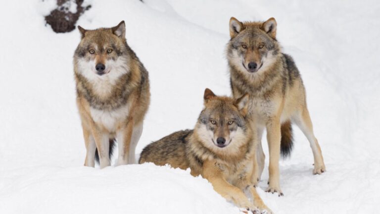 What Is the Role of a Female Wolf? - EXOtella