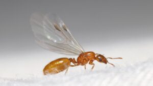 Do King Ants Exist? | The Ultimate Guide on Ants’ Colony and Hierarchy ...